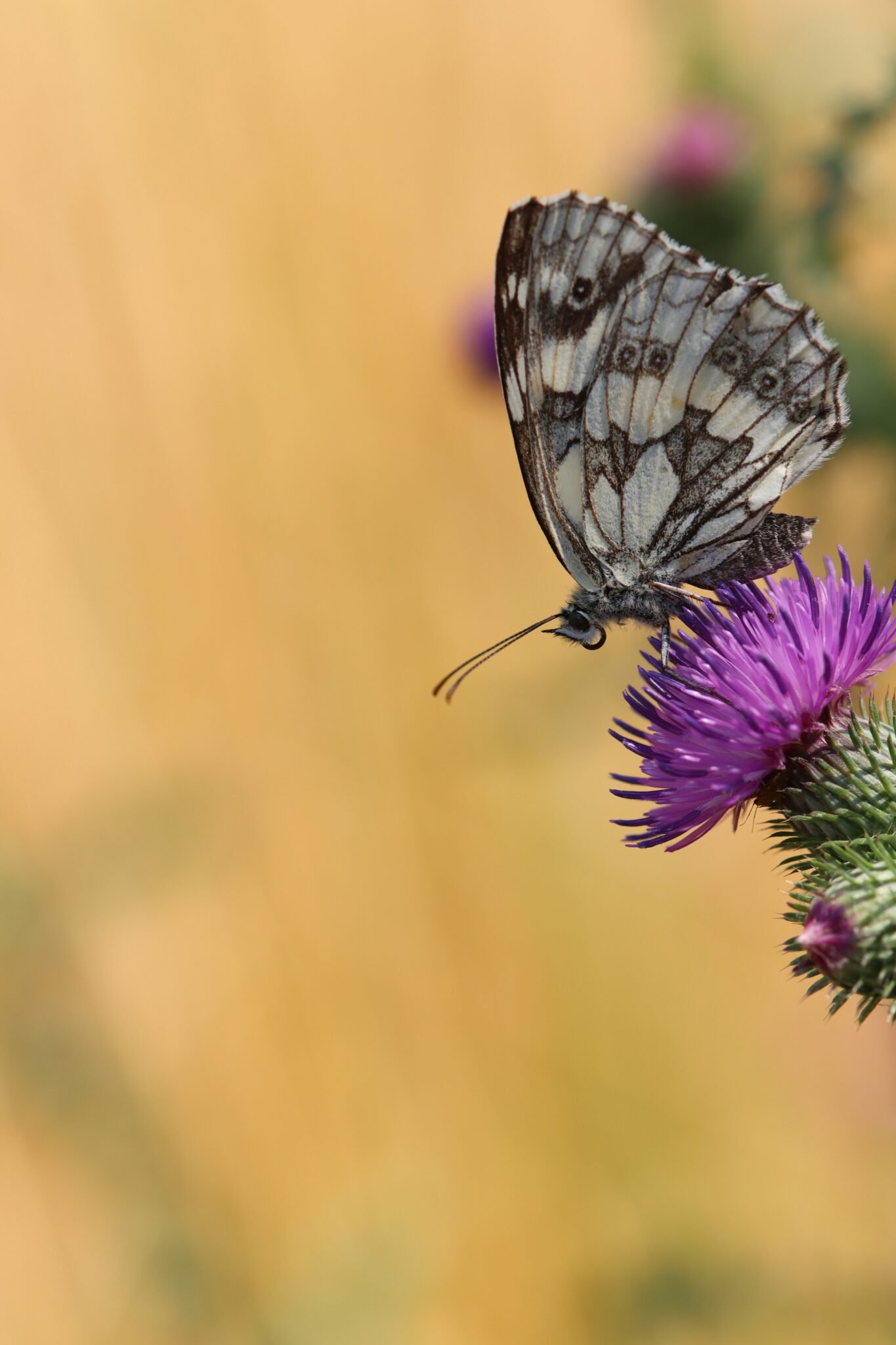 Distel Pflanzen & Pflegen: Tipps für deinen Garten 🌼