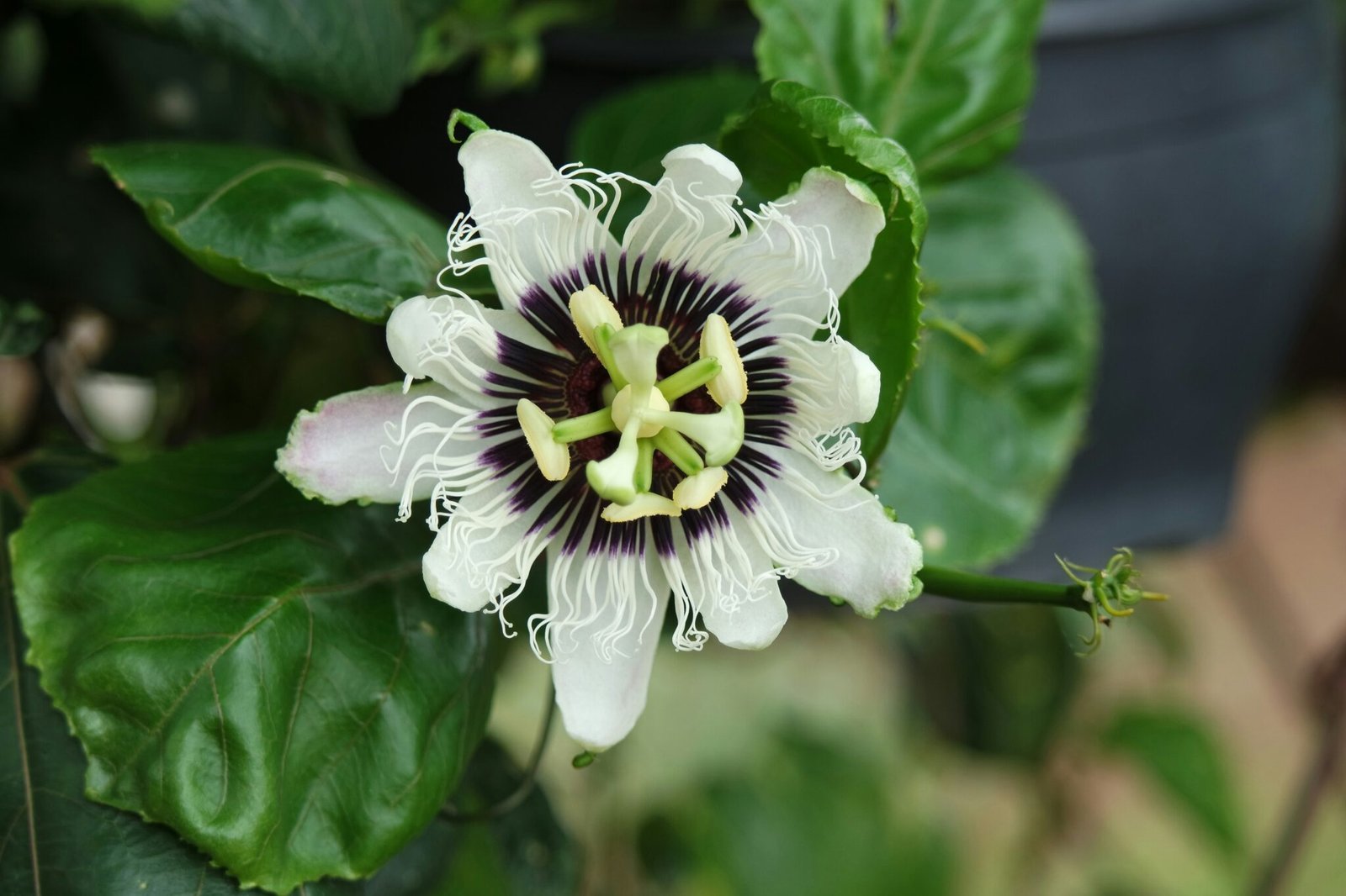 Maracuja Pflanze: So gelingt der Anbau im eigenen Garten 🌼