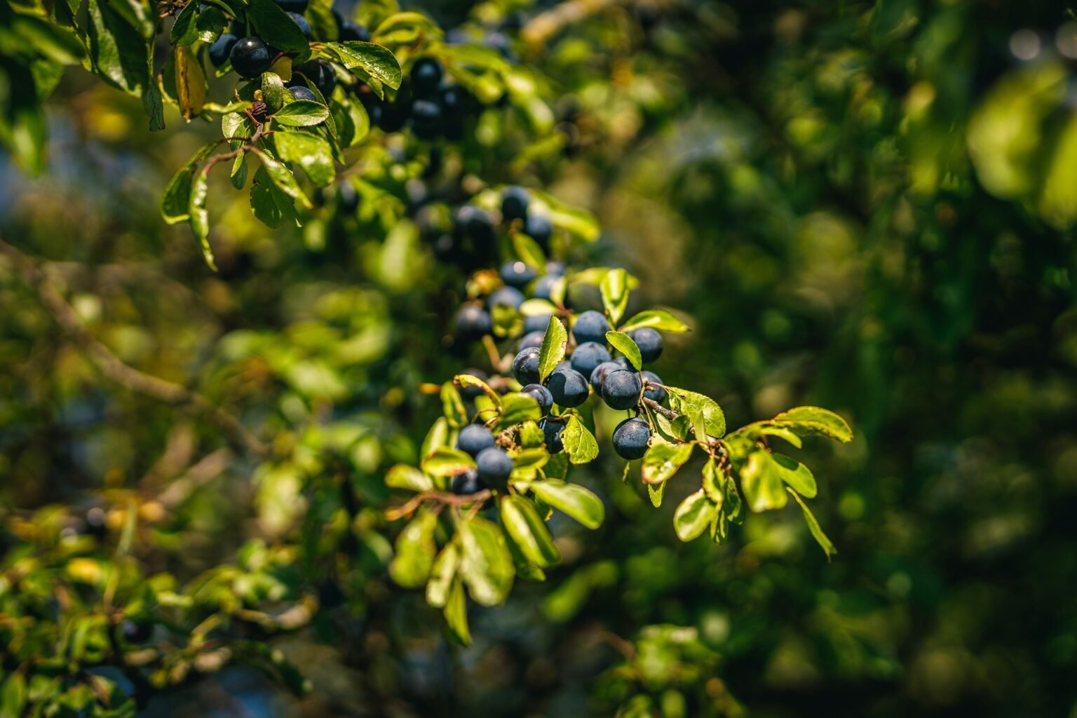 Schlehe pflanzen und pflegen: Ein Leitfaden für dich 🌿